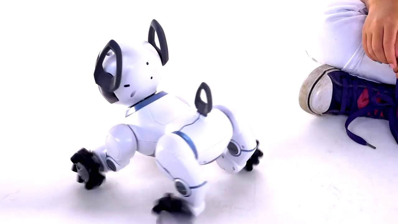 สัตว์เลี้ยงของคนยุคใหม่ mip dog - YouTube