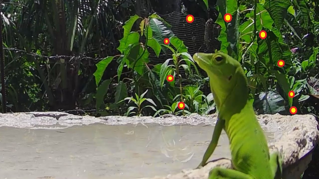 Green Lizard (33) | Quenching Thirst with @BirdBath1 water 24 ...