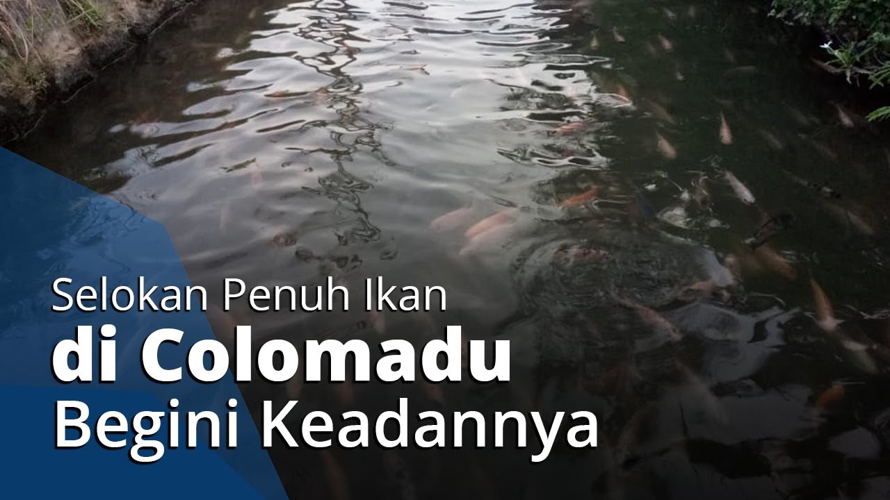 Masih Ingat dengan Viralnya Selokan Penuh Ikan di Colomadu? Begini ...