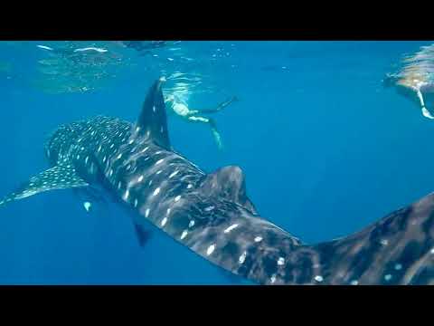 ASMR videos for sleeping. Whale sound #ocean #love #whatsappstatus #status #soundcloud #whale #asmr 