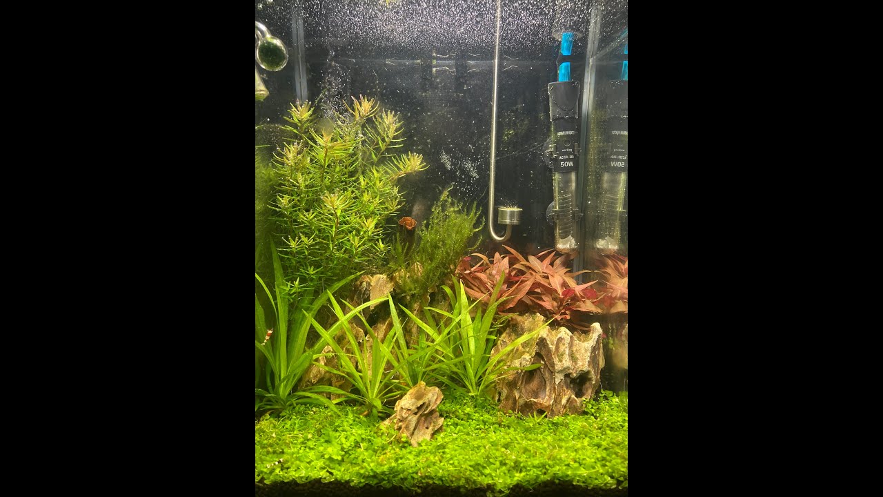 Aquael Shrimp Set Smart 30l - Crystal Red / Crystal Black Shrimp setup ...