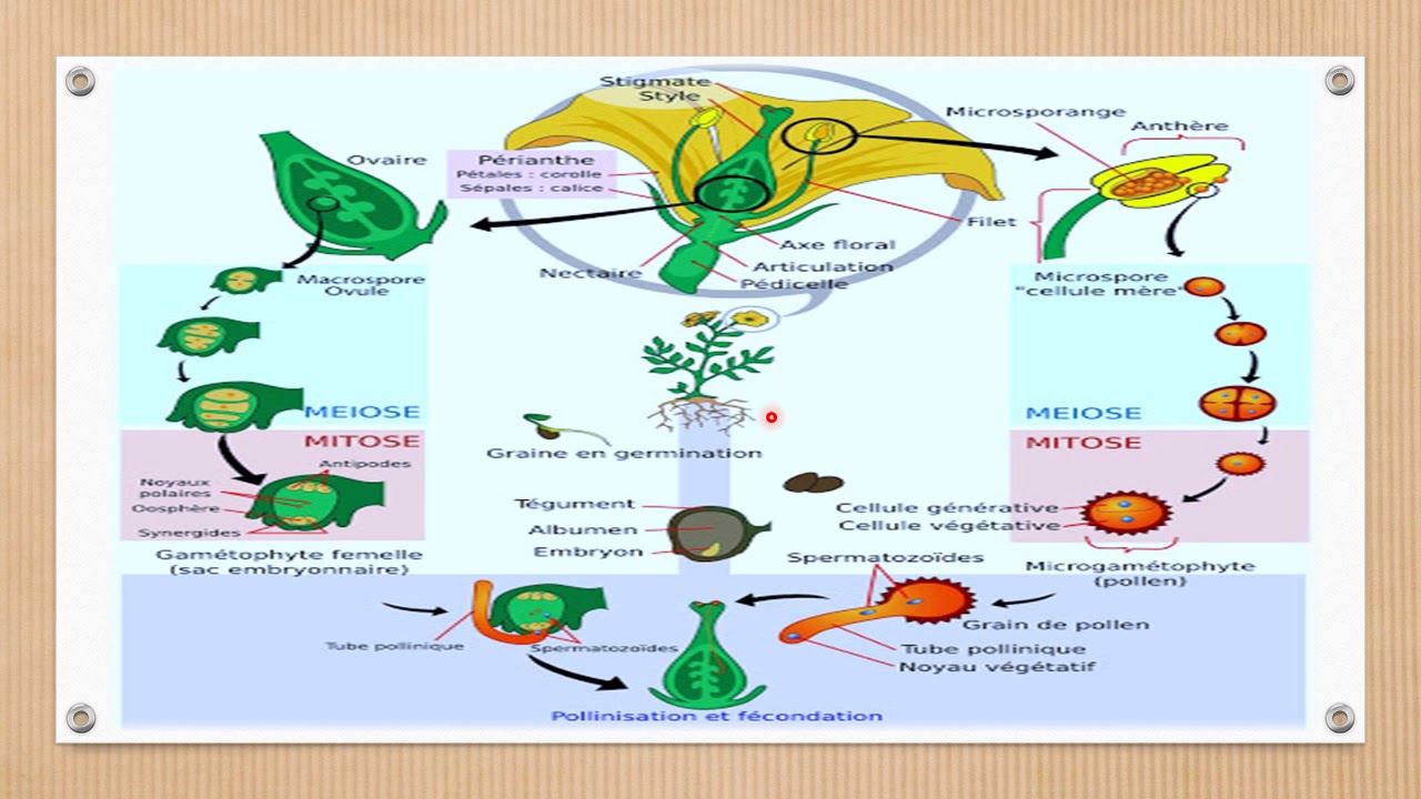 CYCLE DE DEVELOPPEMENT ET CYCLE CHROMOSOMIQUE CHEZ LES ANGIOSPERMESTCSB ...