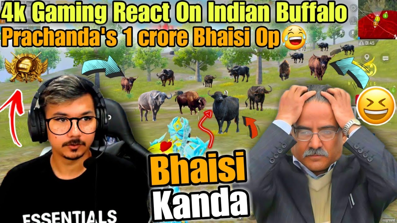 4k Gaming Starting Bhaisi (भैसी) Business | Bhaisi (भैंसी) Kanda ...