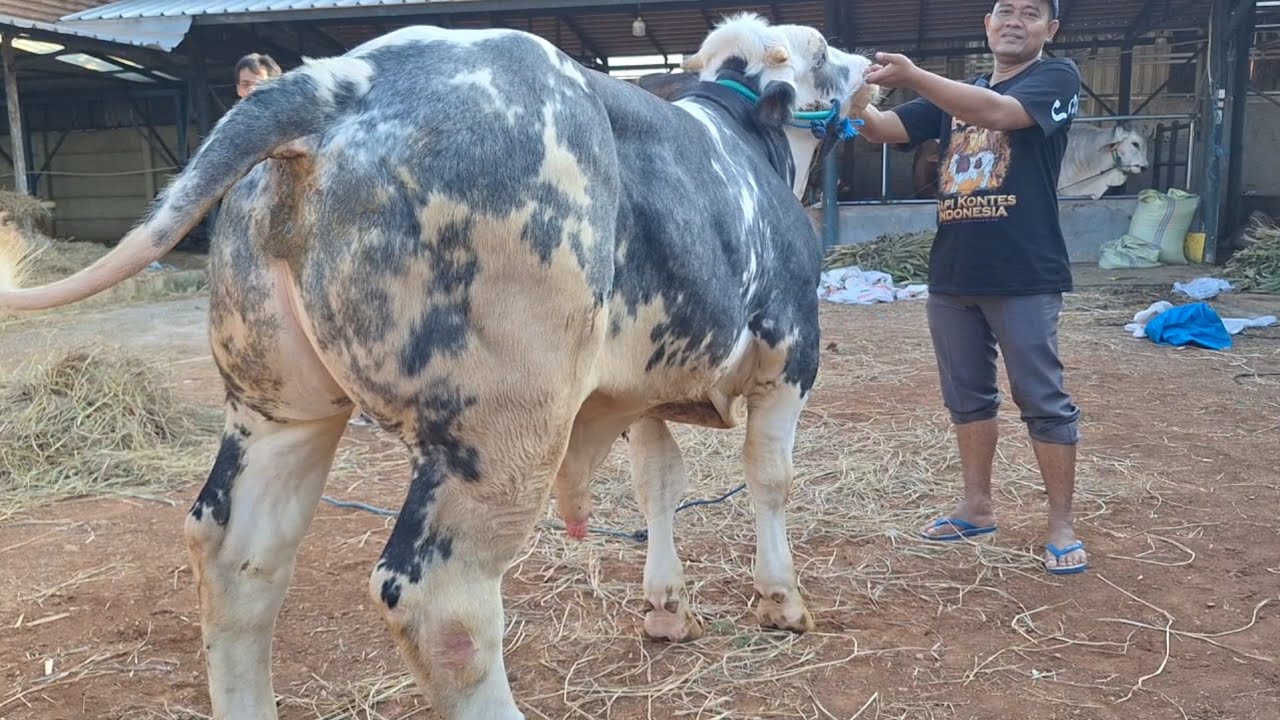 SAPI BELGIAN BLUE UNIK HASIL INDUKAN JENIS PEGON‼️ - YouTube