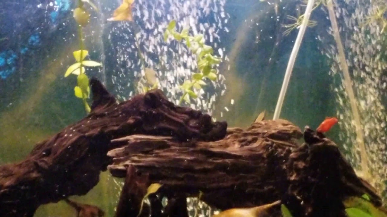 Electric Blue Acara&Angels - YouTube