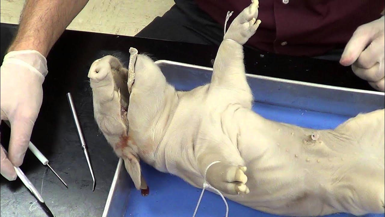 Fetal Pig Dissection Part 1) - YouTube