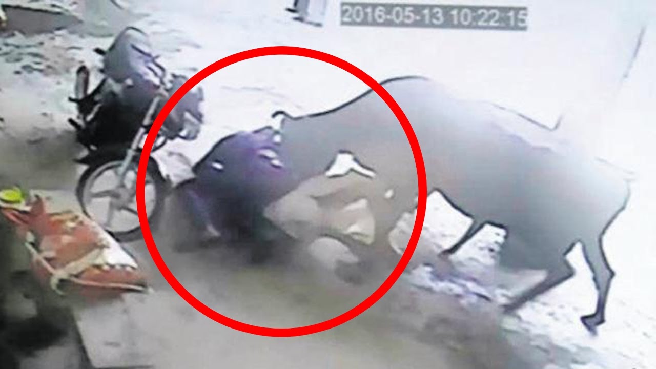 Cows: Brave cow attacks two men to rescue girl; Rustlers stuff four ...