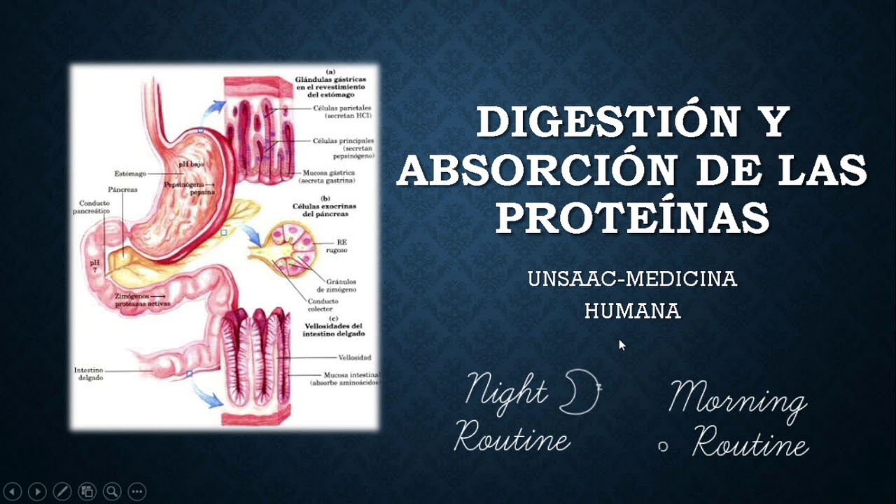 Proceso De Digestión Y Absorción De Proteínas – CIMEKD