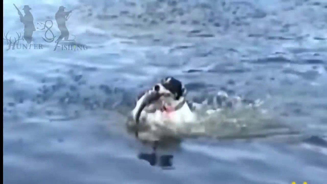Top dog breeds - dog fishing - YouTube