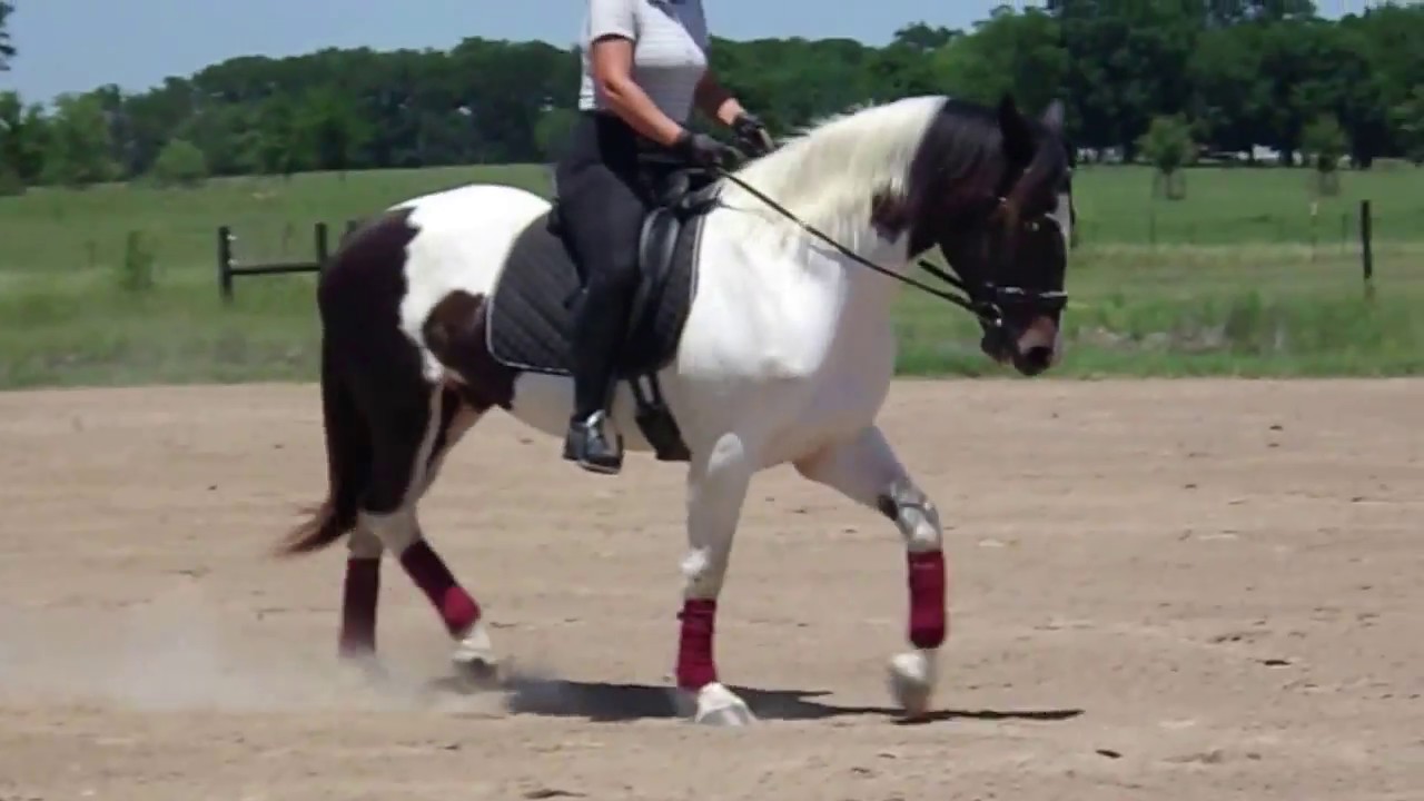 Ella - Spotted Draft cross mare for sale - YouTube