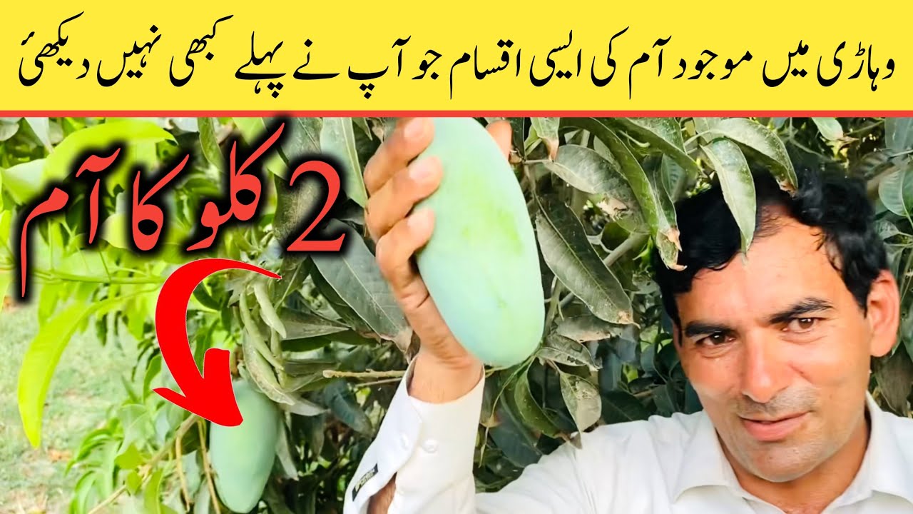 World Famous Pakistani Mangos | Mango Farming In Pakistan | High ...