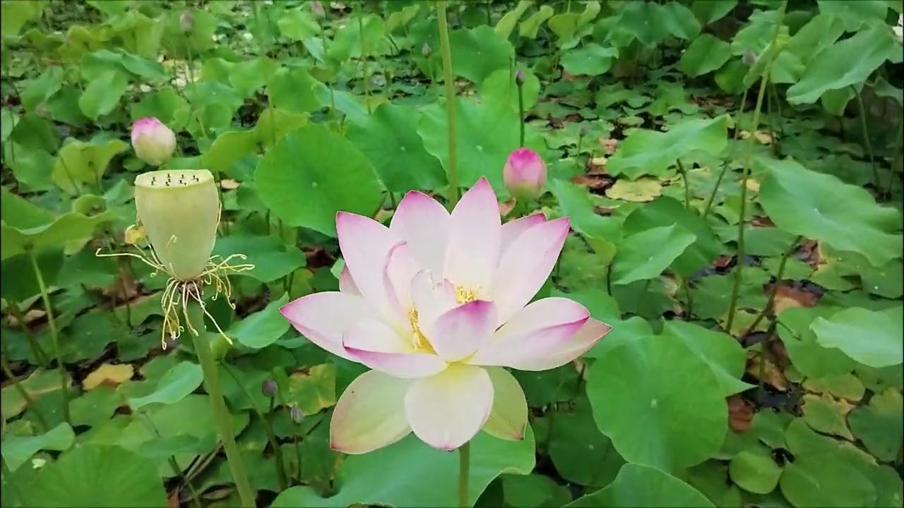 R05 2023/06/21 10:57～ 夏至の日の蓮池 - YouTube