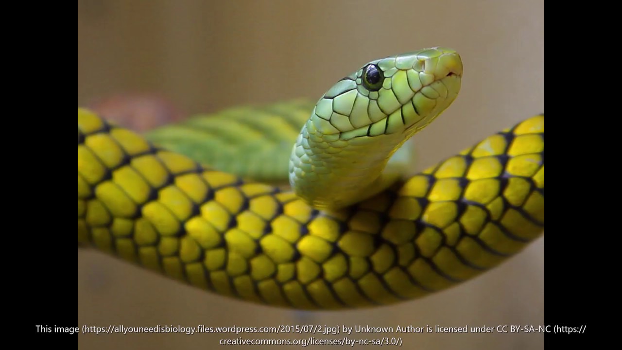 snake jazz - YouTube