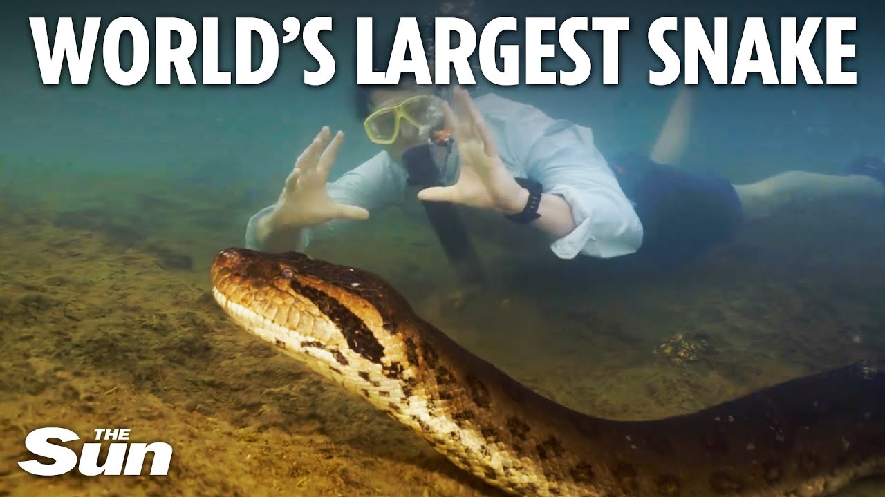 World's largest snake 'as thick as a car tyre' filmed slithering across ...
