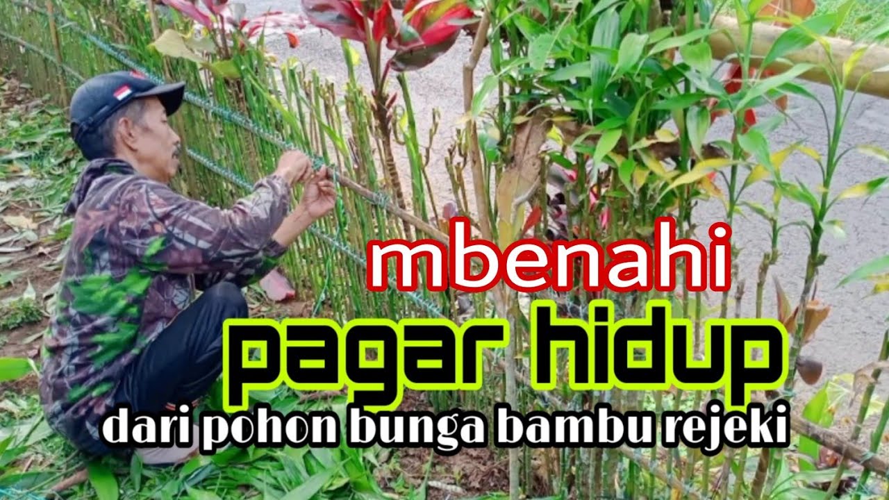 MBENAHI PAGAR HIDUP DARI POHON BUNGA BAMBU REJEKI - YouTube