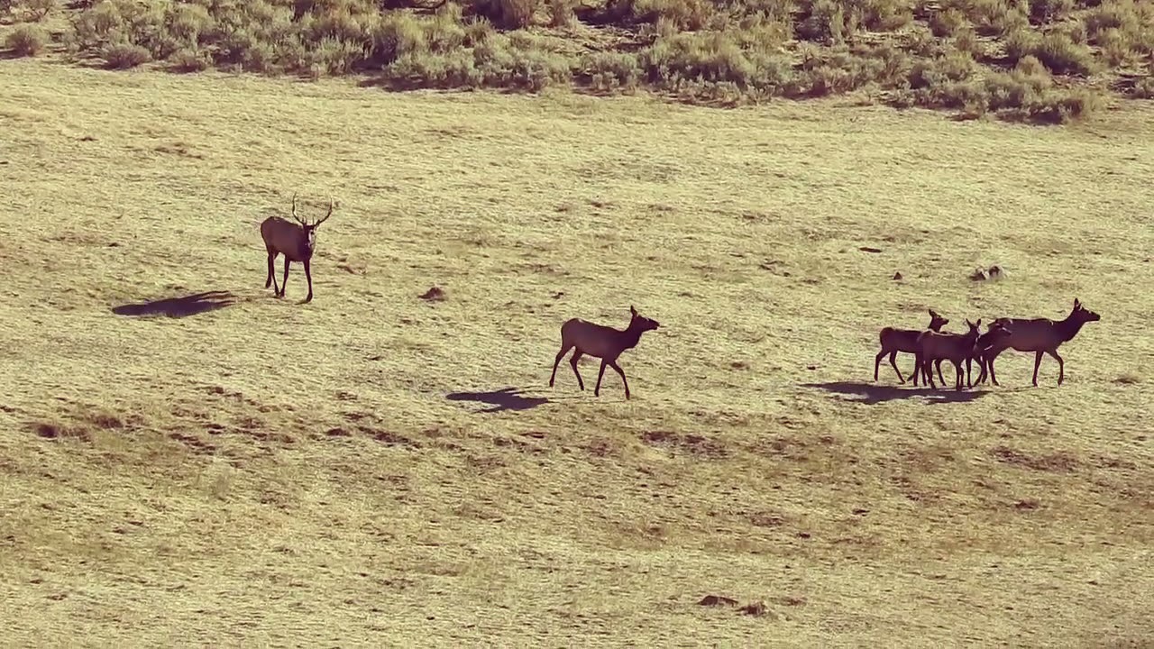 Colorado GMU Unit 81 Hunting Information - YouTube