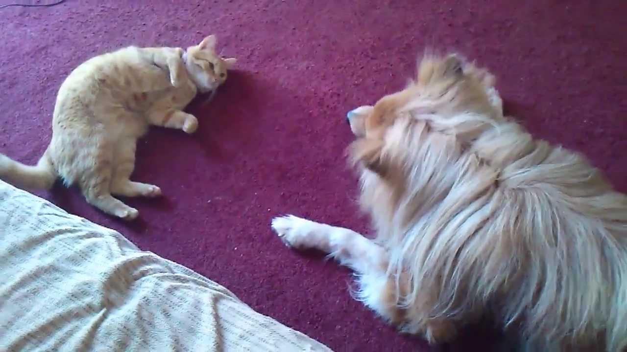 Girl cat flirt with boy dog - YouTube