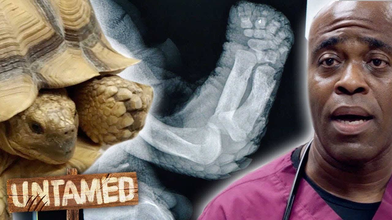 Will Tortoise Survive Risky Amputation Surgery? 🐢 | Bondi Vet Clips ...
