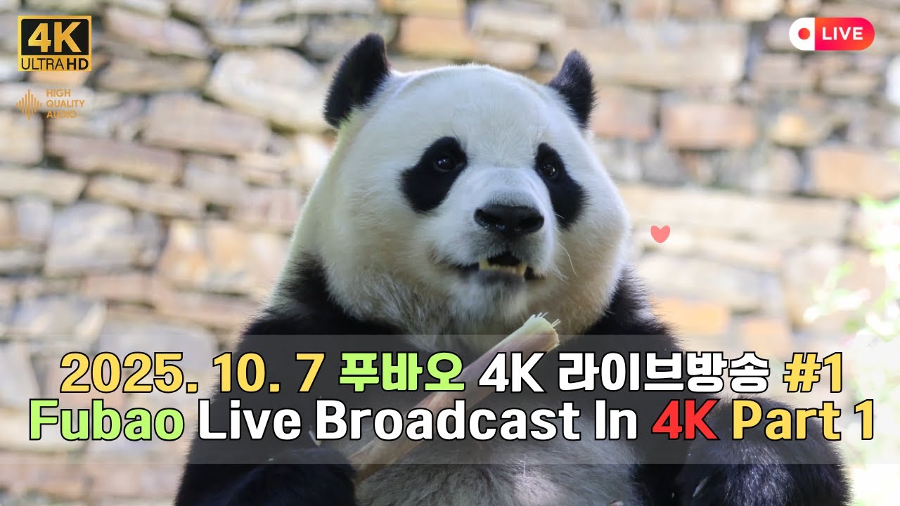 10월 7일의 푸바오의 오전을 4K 고화질 고음질 방송으로 만나보세요.(4K Fubao Live Broadcasting ...
