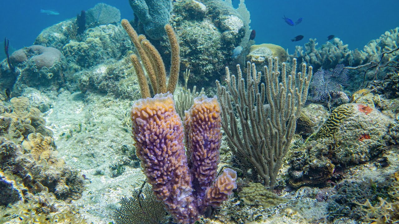 Utila Honduras Underwater - Coral View Coral Reef - YouTube