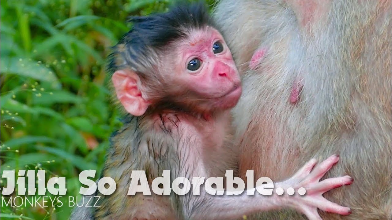 WoW! Newborn Baby Monkey Jilla Look So Adorable And Cute - Thanks Jill ...