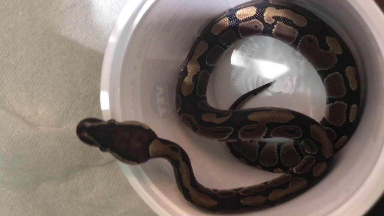 Unboxing/Introducing Juvenile Ball Python!! - YouTube