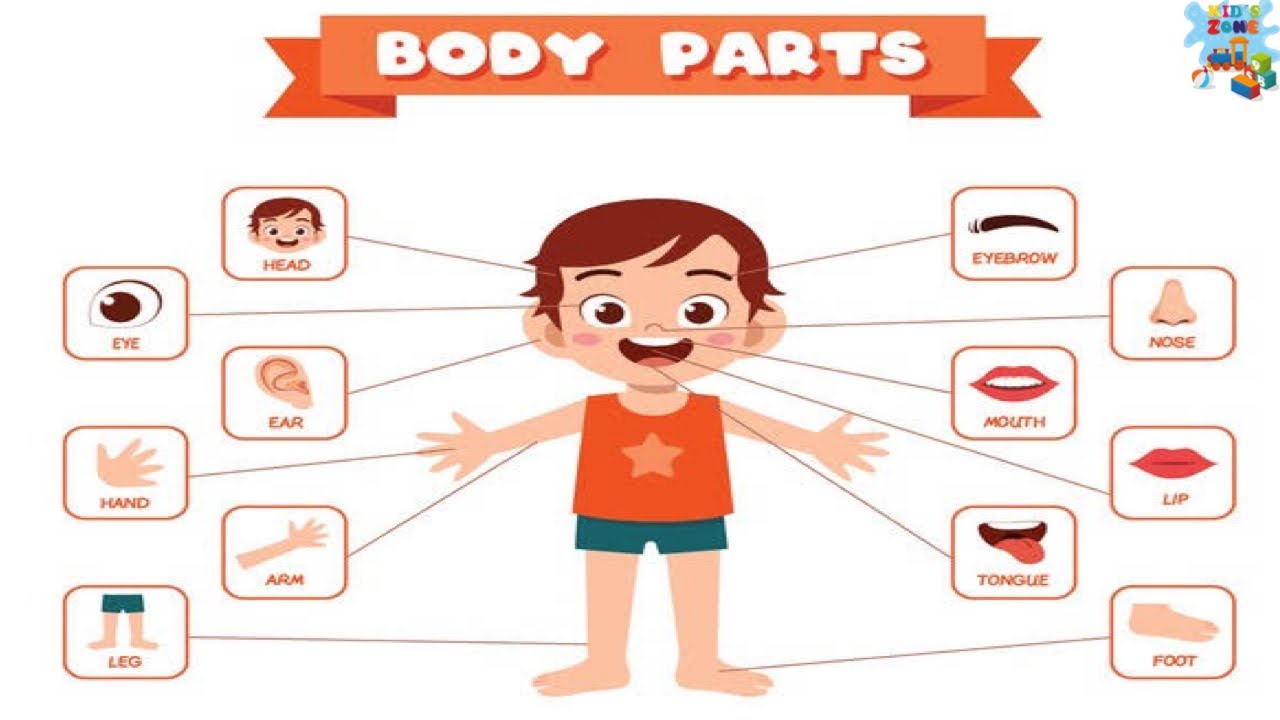 body Parts learn Body Parts body-parts-learn-body-parts