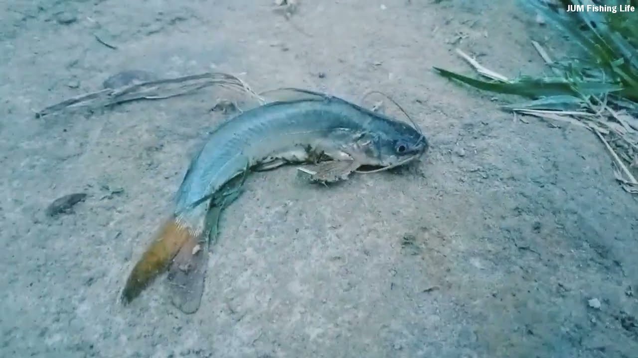 Best Hand Fishing Video_Traditional Fish Catching_mudfish_JUM Fishing ...