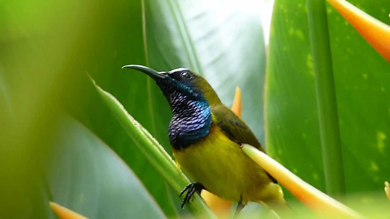 Olive-backed Sunbird - YouTube
