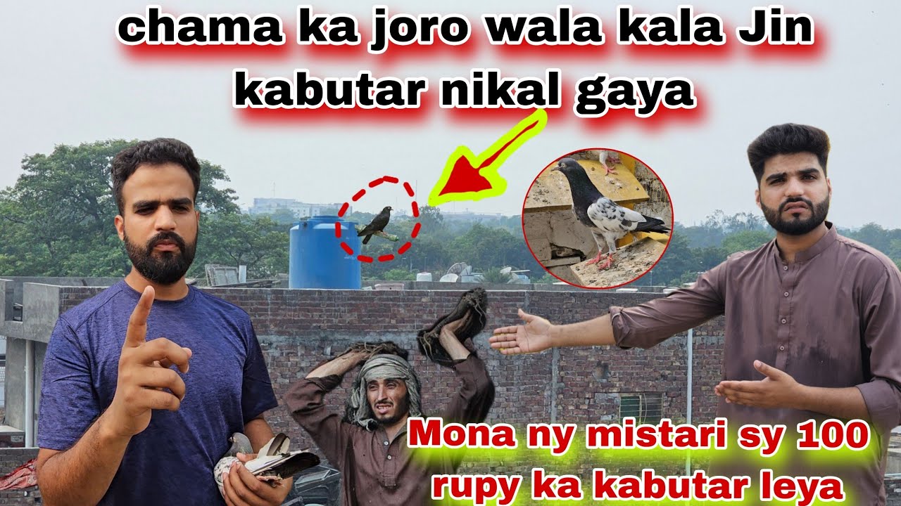 Kala Jin kabutar joro wala nikal gaya chama pareshan 🥹mistari sy 100 ...