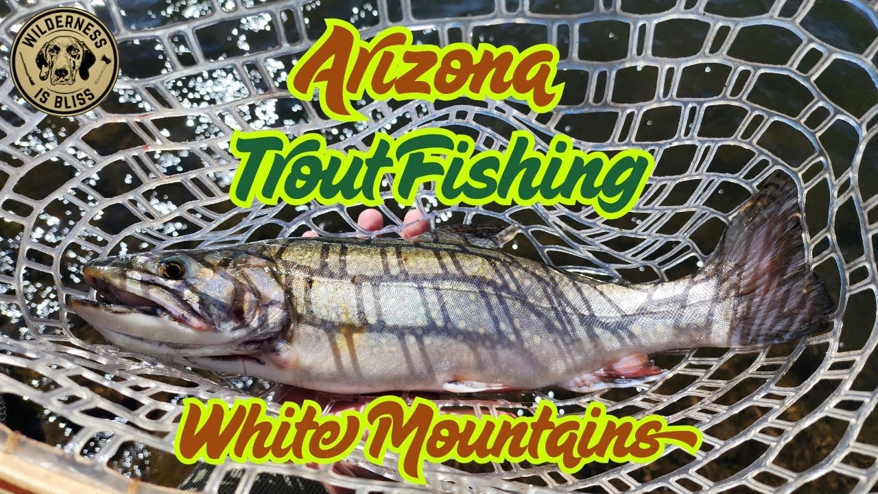 Arizona White Mountains Trout Fishing Compilation | Brook, Rainbow, and ...