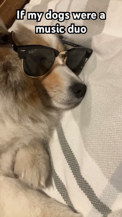 If my dogs were a music duo!!!! #dog #funnypuppy #dogdog #puppy # ...