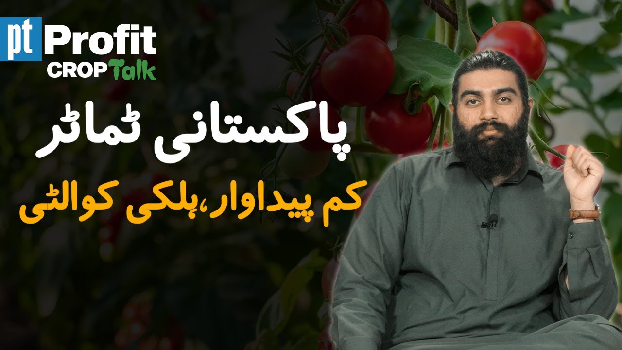 Crop Talk: Tomatoes - YouTube
