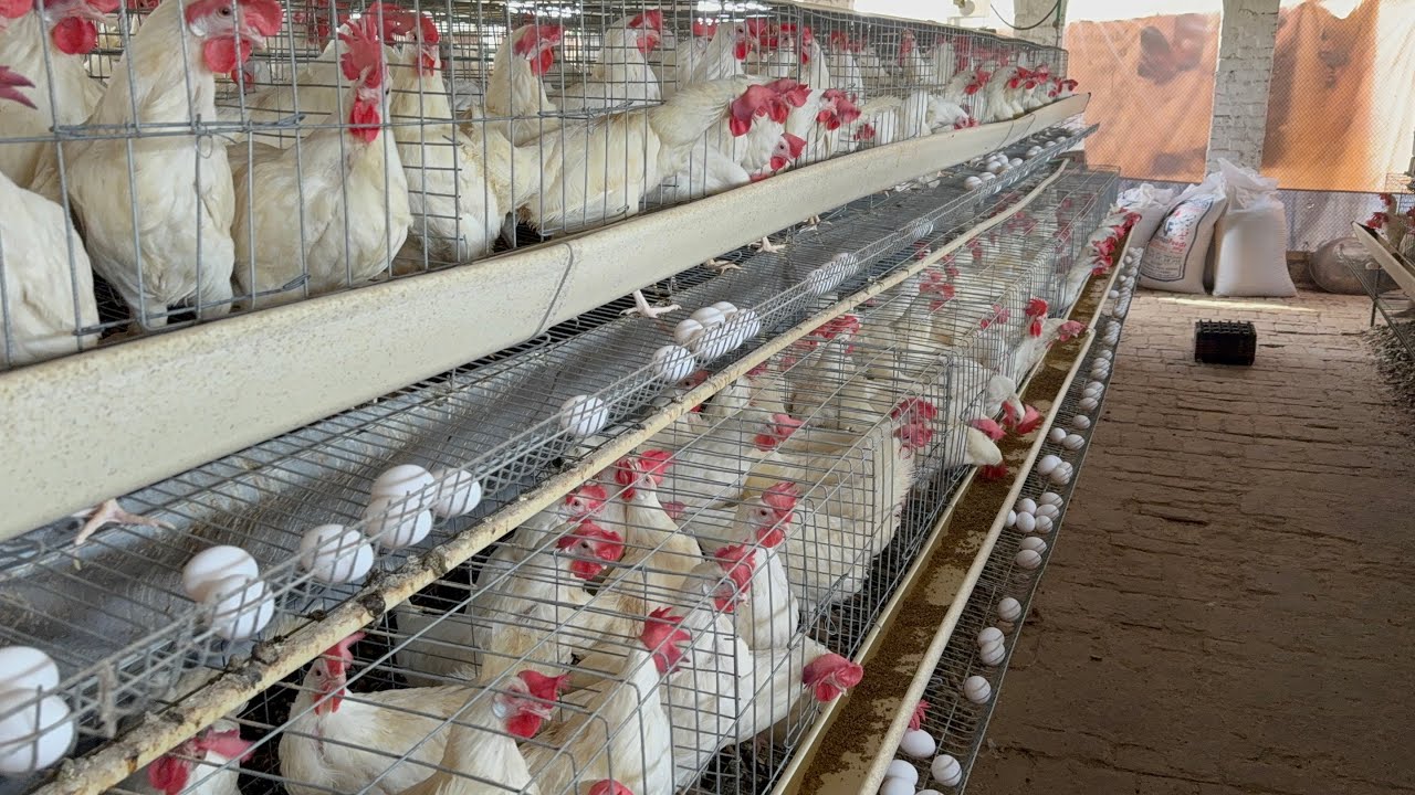 Collection Murgi Hen Harvesting Egg On Poultry Farming | Poultry ...