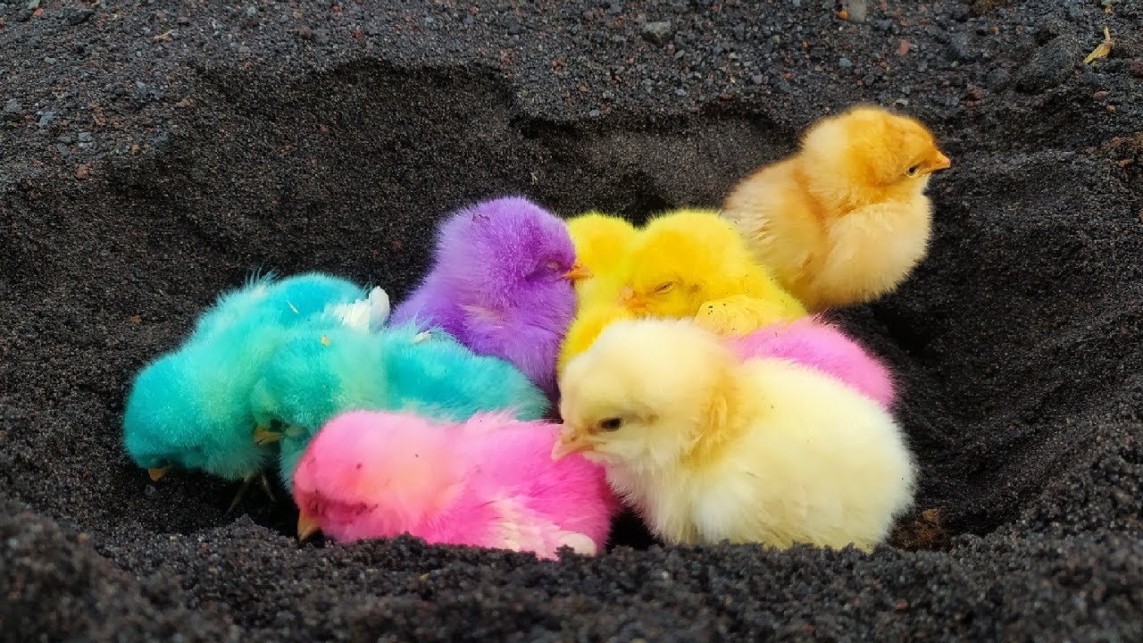 Anak Ayam Lucu Warna Warni Rainbow Sedang Berkumpul Mencari Makanan ...