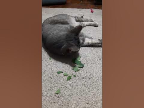 Kitty Cat Enjoys Catnip. So Fun #fun #cat #shorts - YouTube