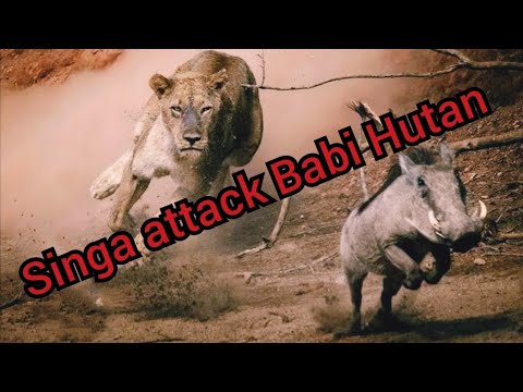 singa attack Babi hutan - YouTube