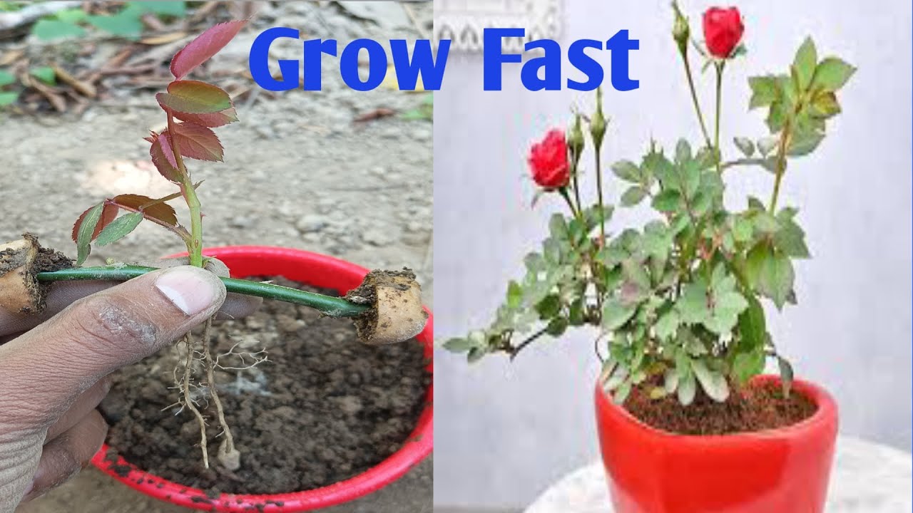 unique skill grow rose from cutting by potato, how to grow rose from ...