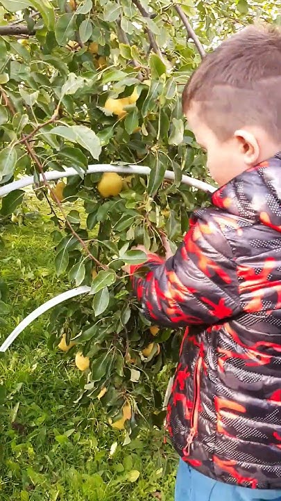 груши сыпятся с веток - YouTube