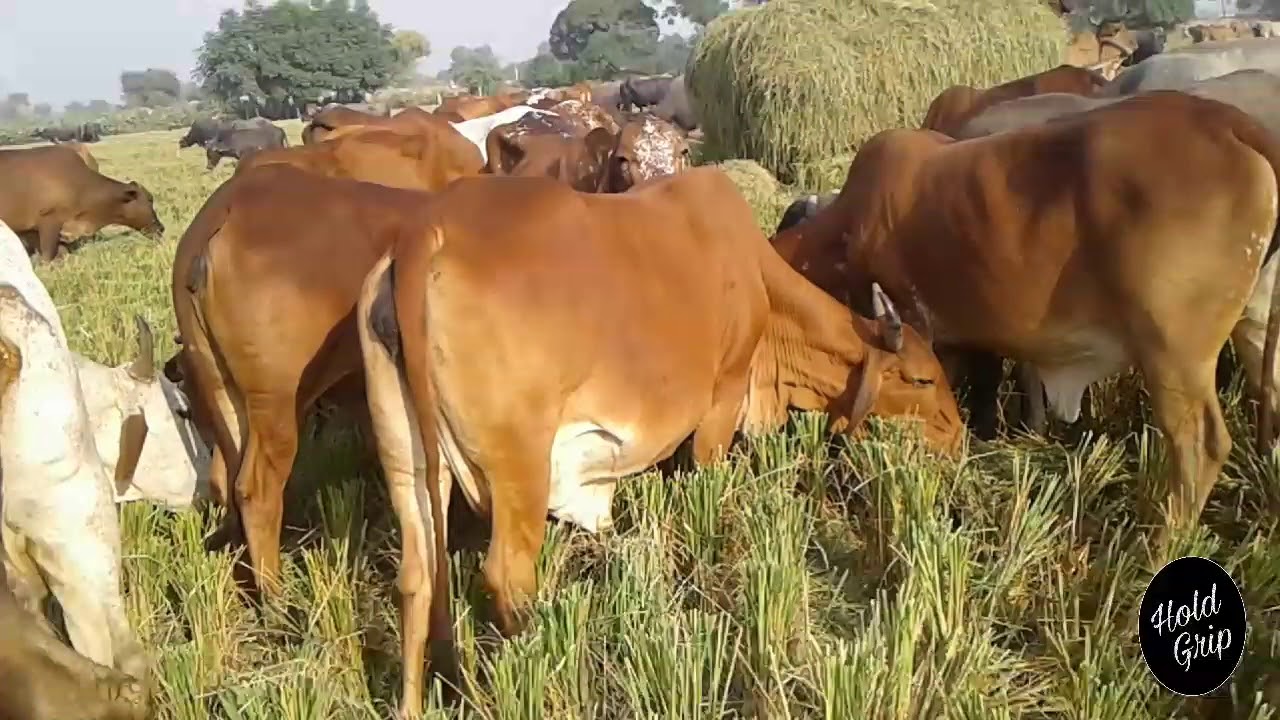 Feel the indian nature | cow's in the field | - YouTube