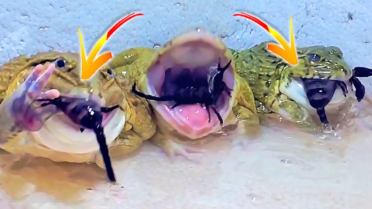 Giant Asian Bullfrog Eats Many Big Scorpion! Asian Bullfrog Feeding ...