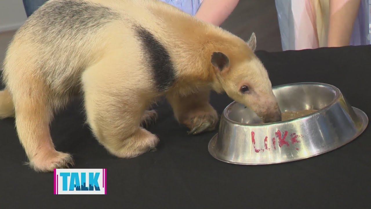 Taking Your Child, and the Wild World of Animals, to Work Day - YouTube