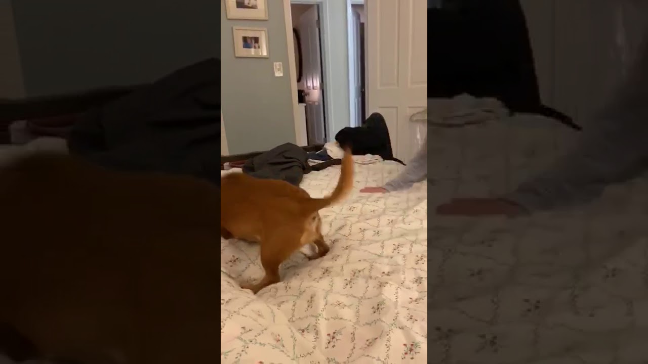 Mavis at play - YouTube