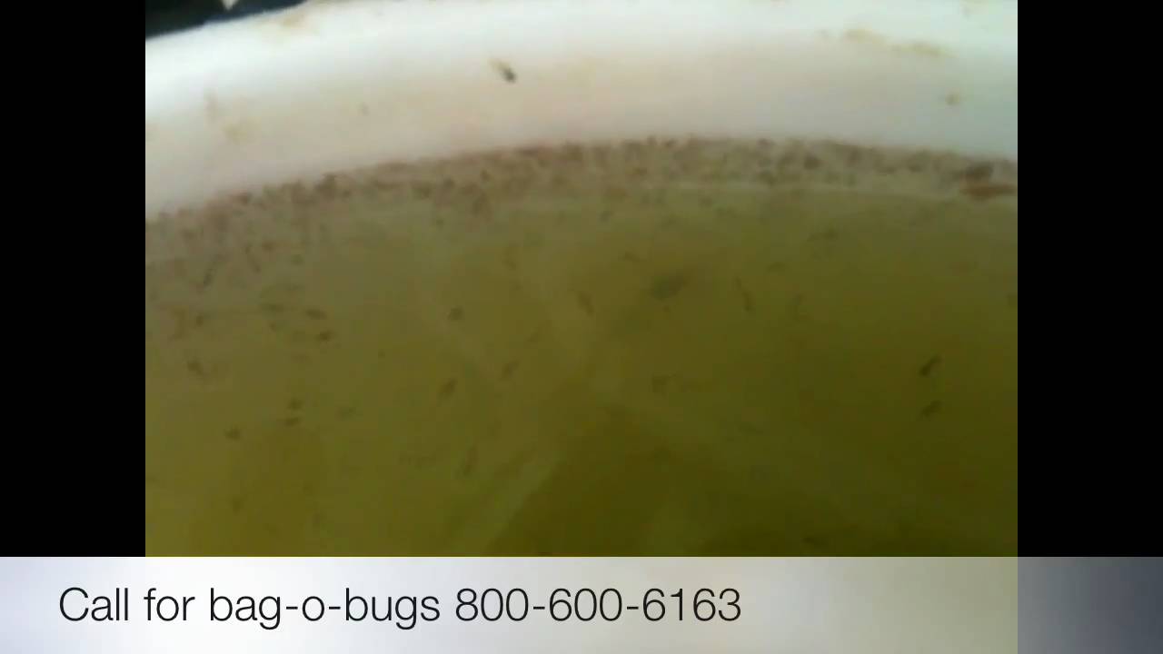 Sally Jo's bag-o- bugs copepods for Mandarin fish - YouTube