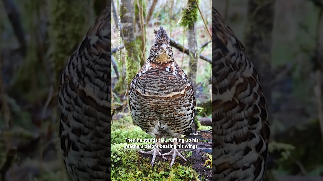 What Sounds Do Ruffed Grouse Make