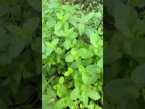Mint Forest🌳🌳🌳.#mint #forest #healthy @MrTree4u - YouTube
