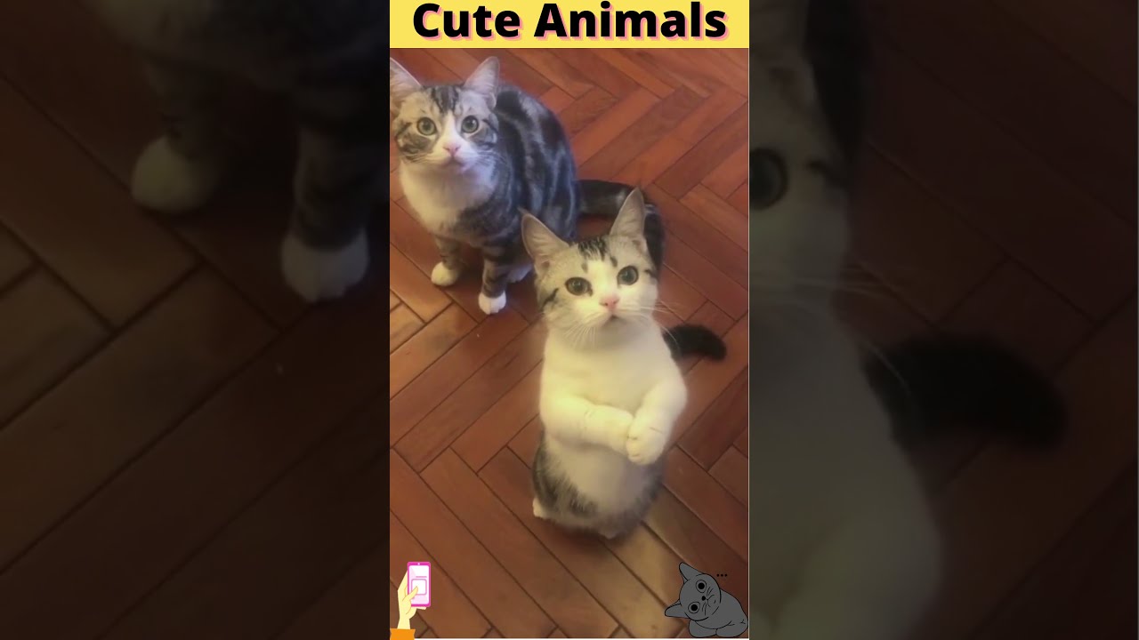 [ GATO PIDÃO ] gatinho faminto pedindo comida Animais pequenos e fofos ...