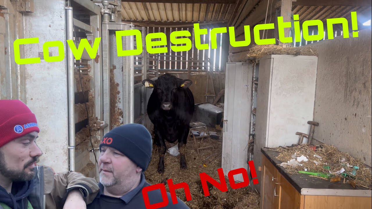 That Cow Shouldn’t be There! Oh no! Big Micks Back! - YouTube