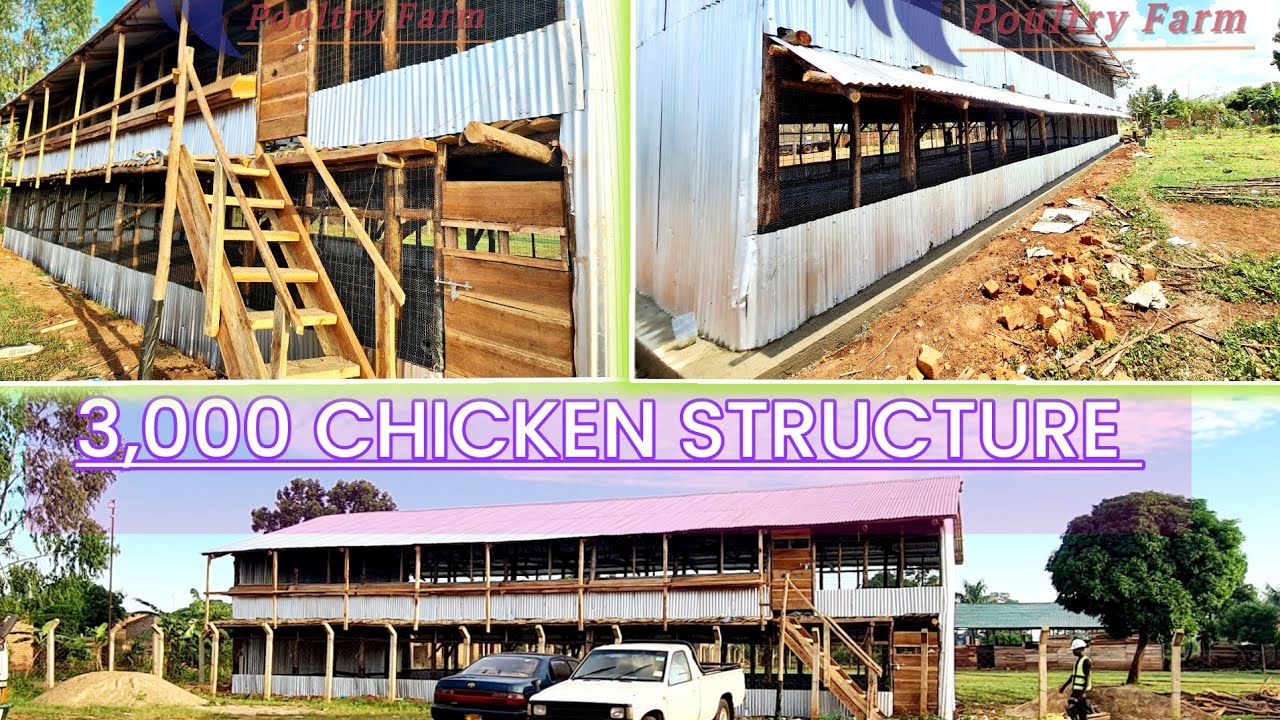 3,000 chicken structure/coop construction for both layers and broilers ...