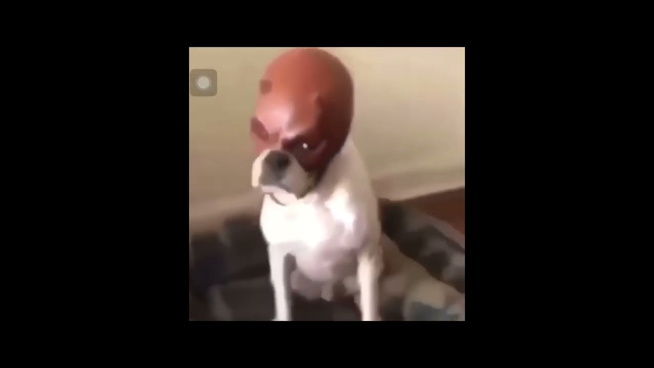 PERRO DAREDEVIL CON CANCIÓN DE GIGACHAD Y EDICIÓN DE LA CANCIÓN :V ...